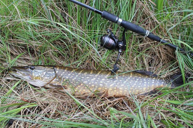 Lapplands tolle Hechte - Europa Reisen - derStandard.at › Lifestyle