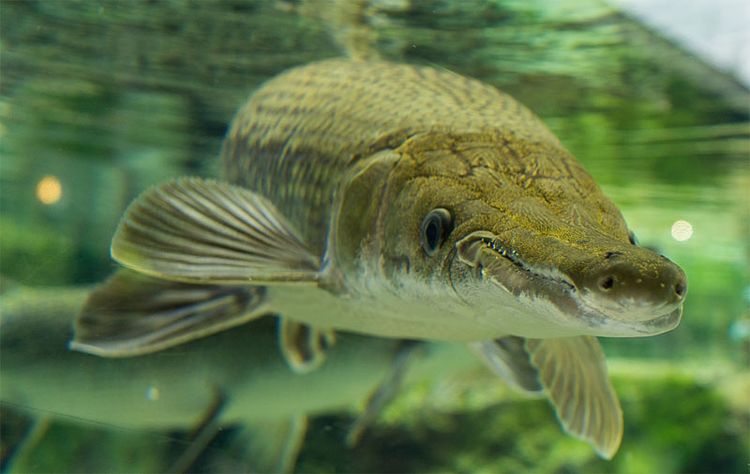 Urtümliche Knochenhechte haben Ähnlichkeit mit Säugetieren - Natur ...