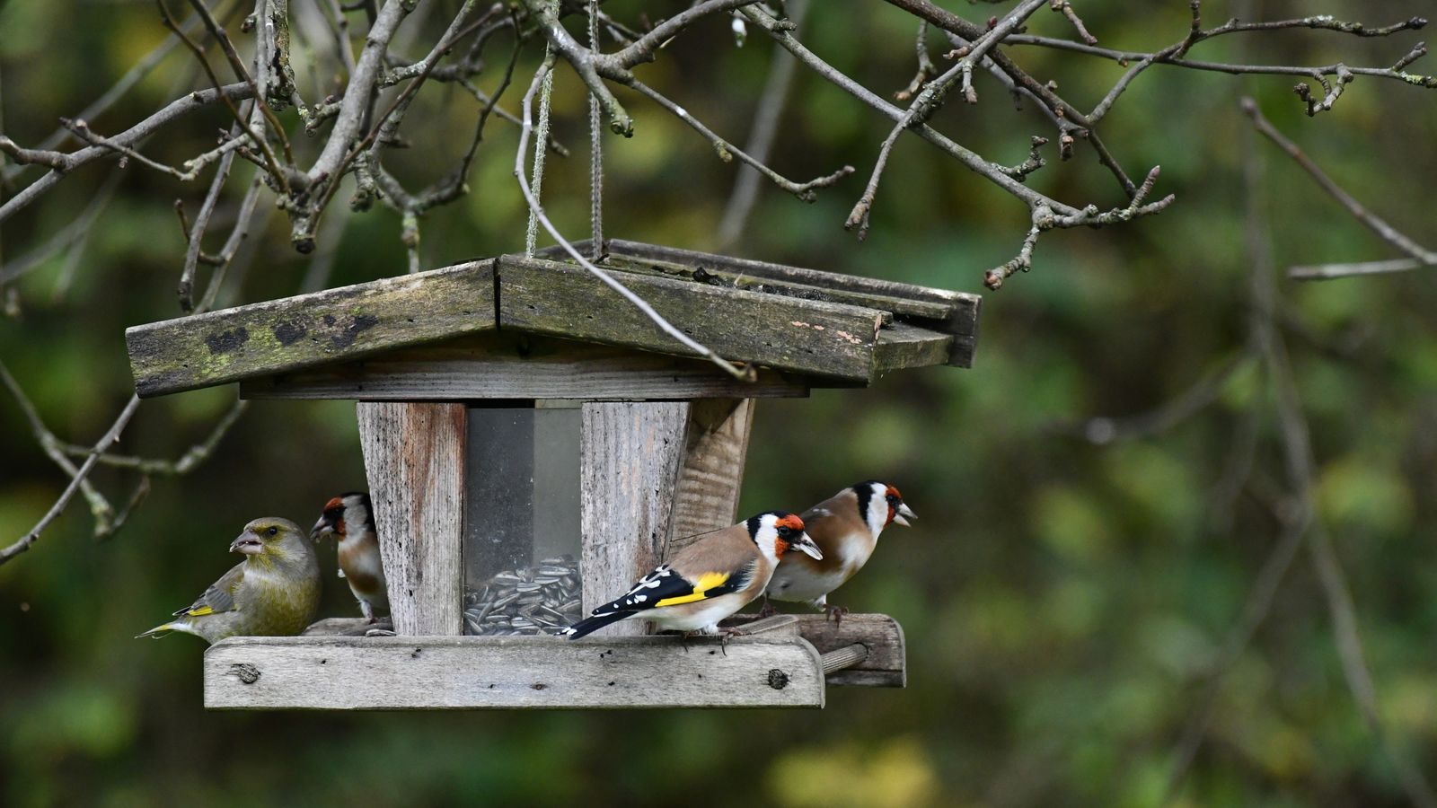 Finken-Fight am Futterhaus - Fotoblog: Tierisches - derStandard.at ...