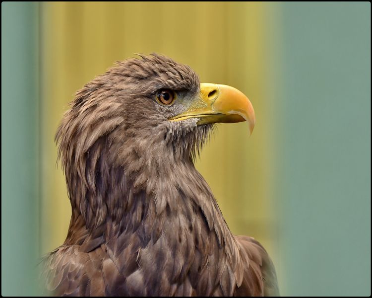 Frei wie ein Adler - Fotoblog: Tierisches - derStandard.at › Panorama