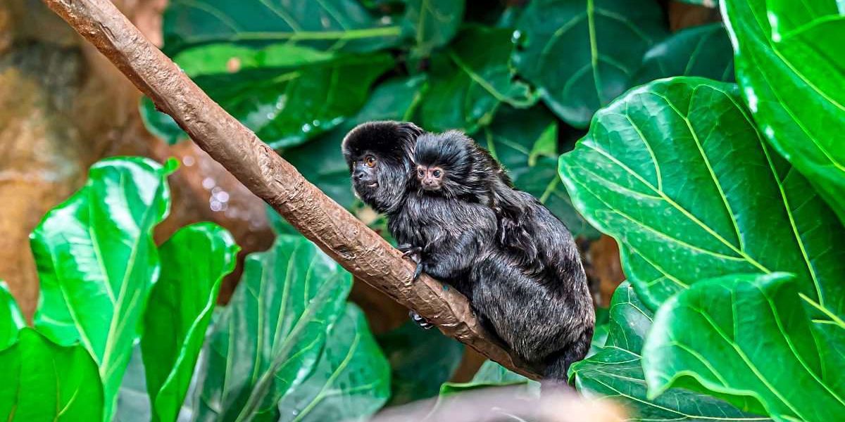 Doppelter Nachwuchs bei den Affen im Wiener Haus des Meeres ...