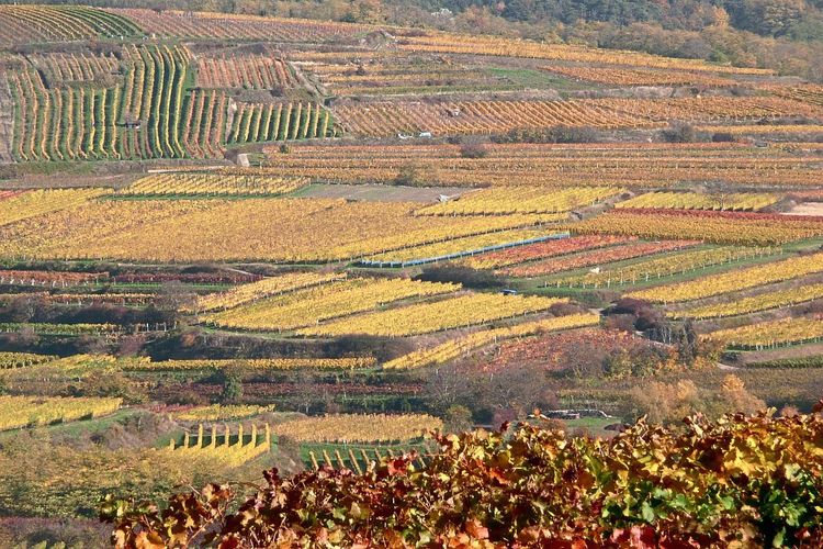 Niederösterreich: Herbstliche Weinwanderung im Kamptal - Urlaub in ...