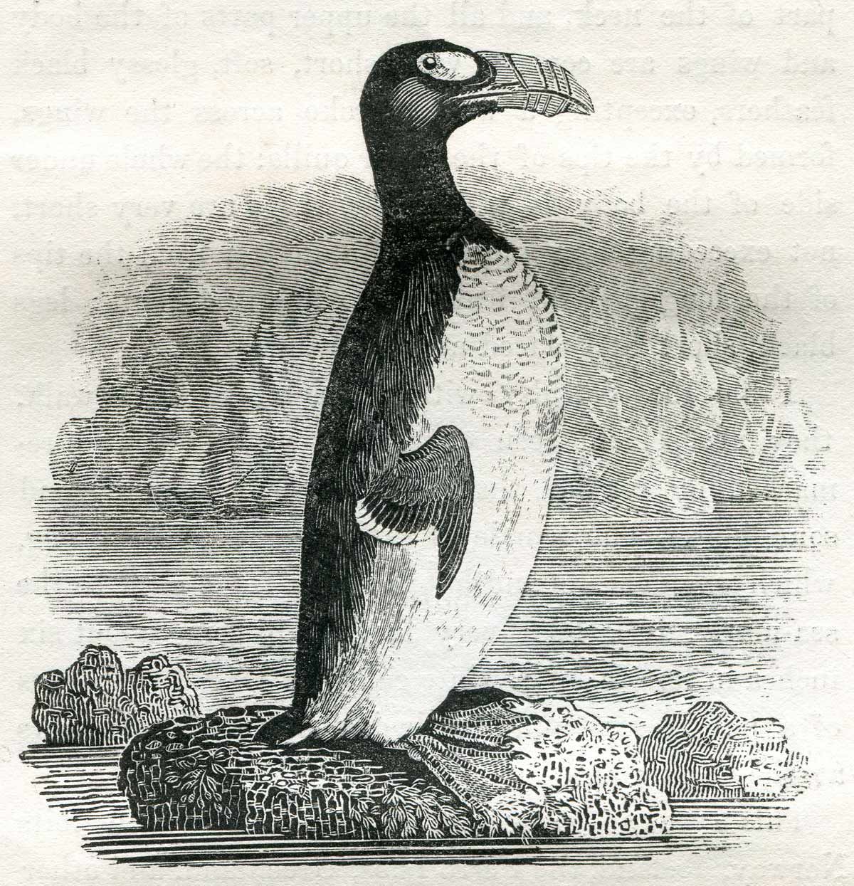 Wo leben Pinguine denn nun wirklich? - Wissens-Blogs - derStandard.de ...