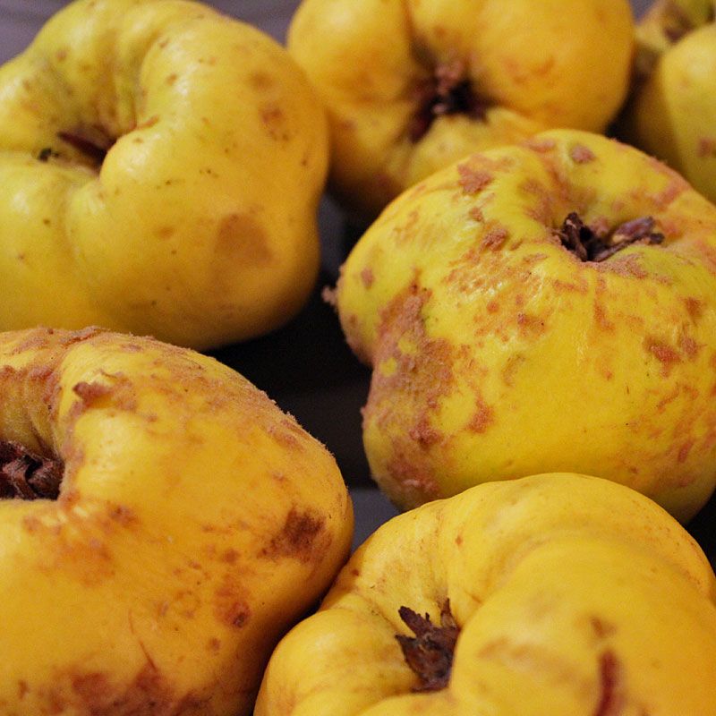 Jetzt essen: Quitte! - Essen & Trinken - derStandard.at › Lifestyle