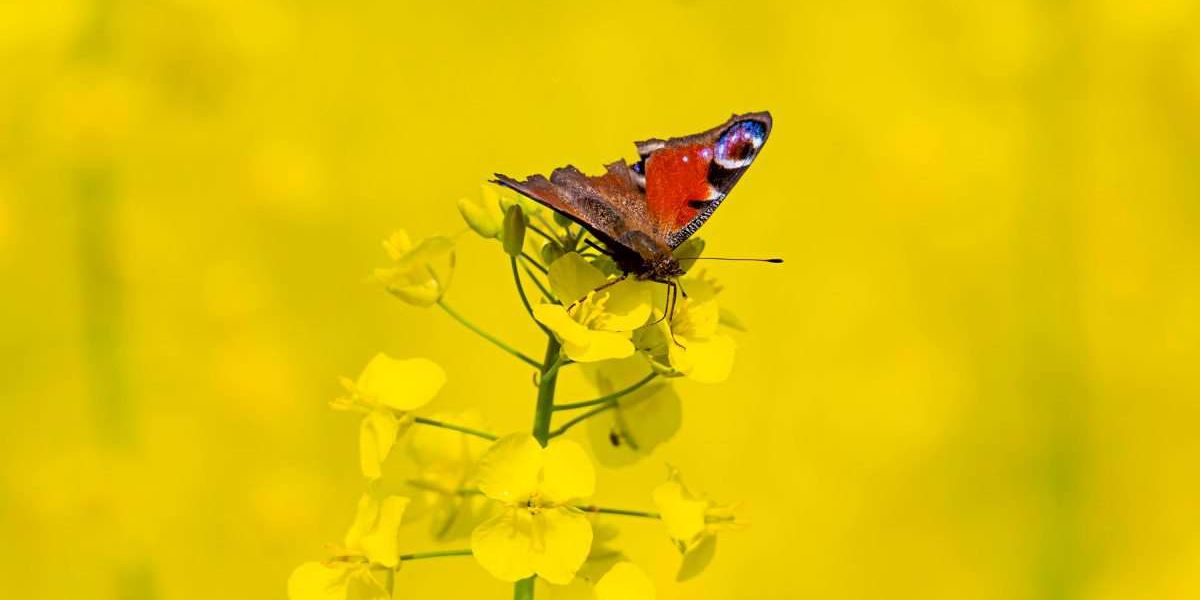 ÖVP gegen "Schmetterlingszähler" - Hans Rauscher - derStandard.at › Diskurs