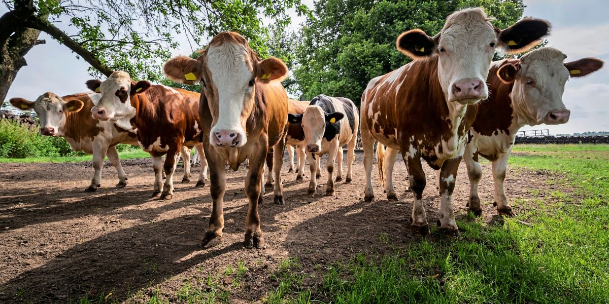 Bio ist knapp und teuer wie nie zuvor: Große Bioverbände bündeln ihre ...
