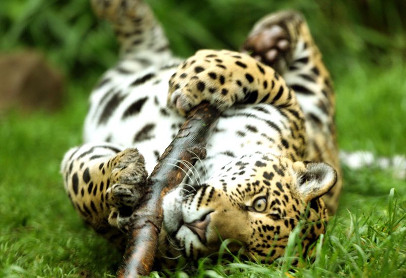 Staudämme im Amazonas bedrohen seltene Tierarten - Ökologie ...
