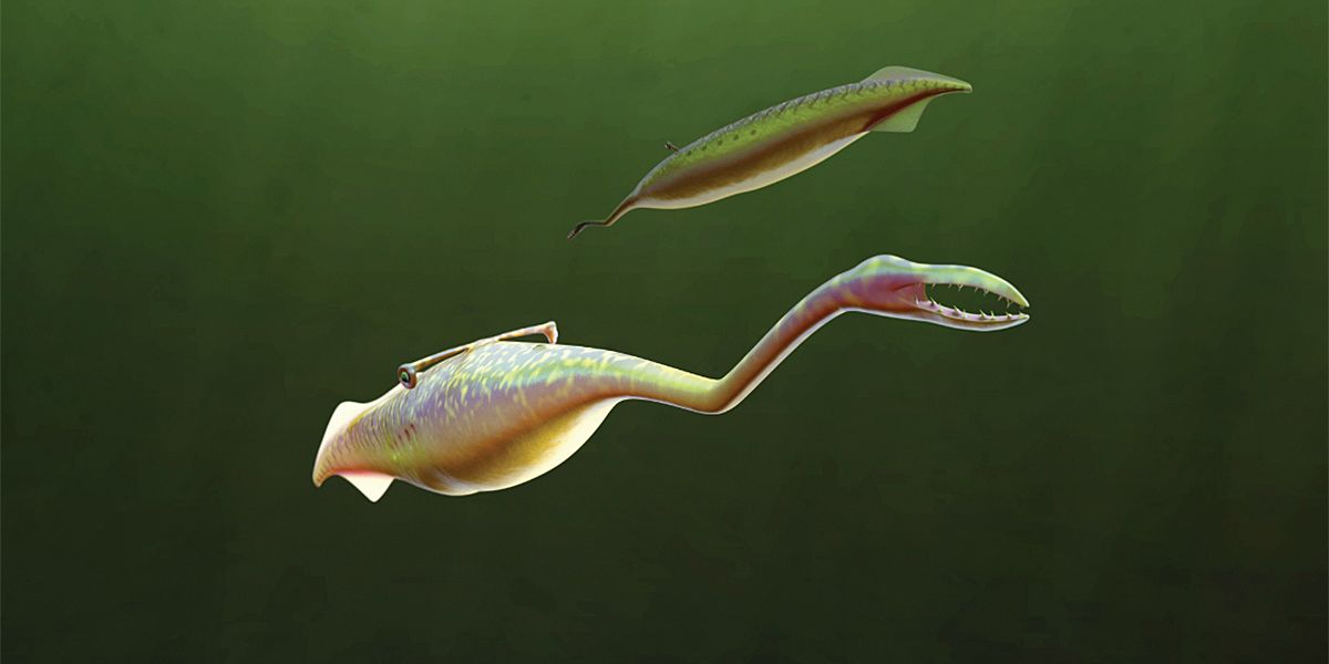 Das rätselhafte Tully-Monster entwischt erneut den Taxonomen - Natur ...