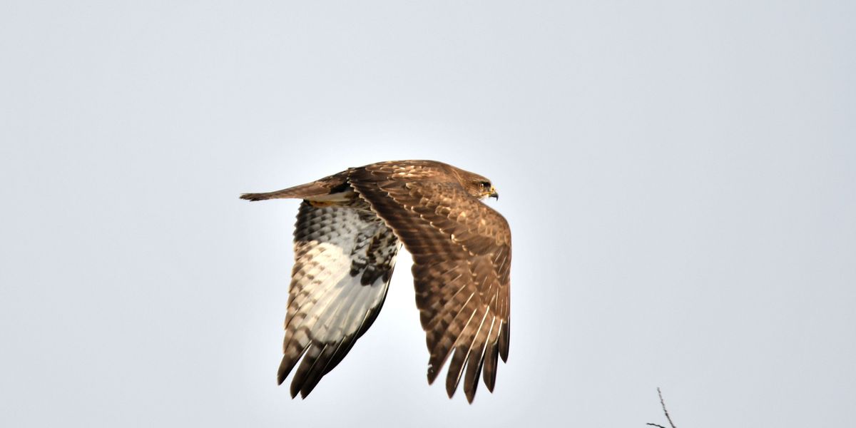 Der Bussard und die Maus - International - derStandard.de › International