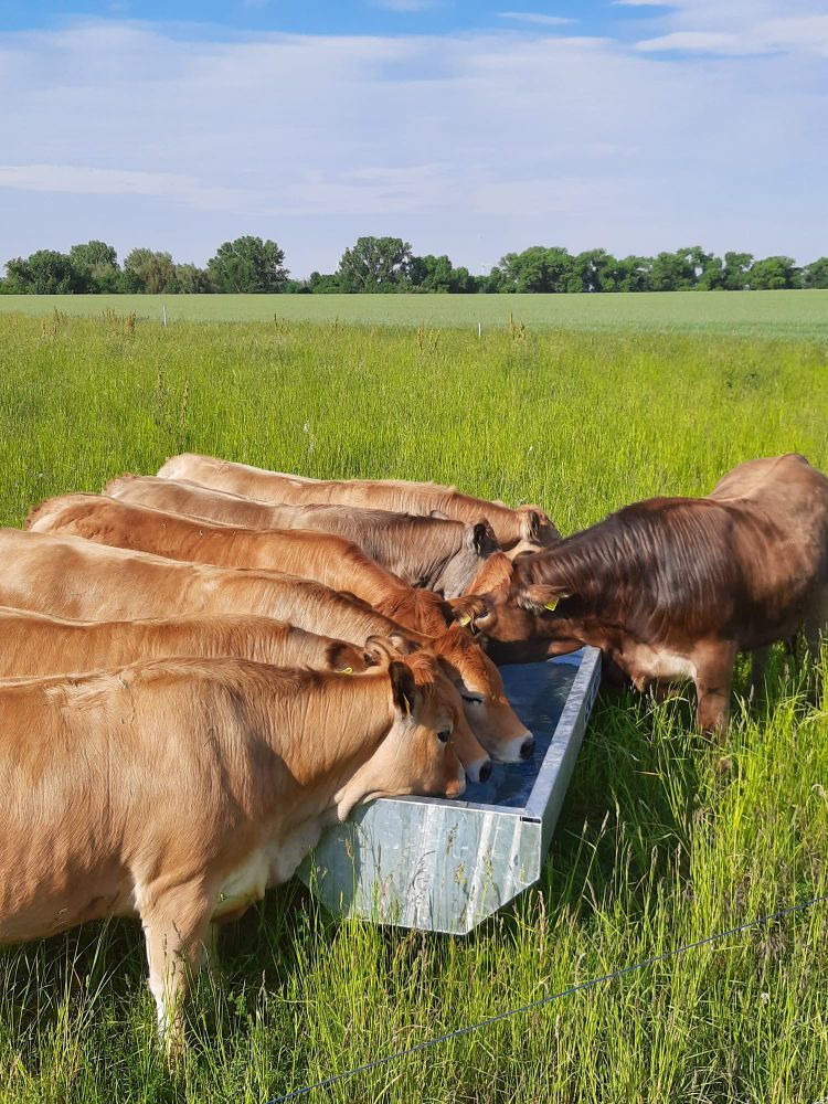 Klimakiller Kuh? Sie kann auch anders - Edition Zukunft - derStandard ...