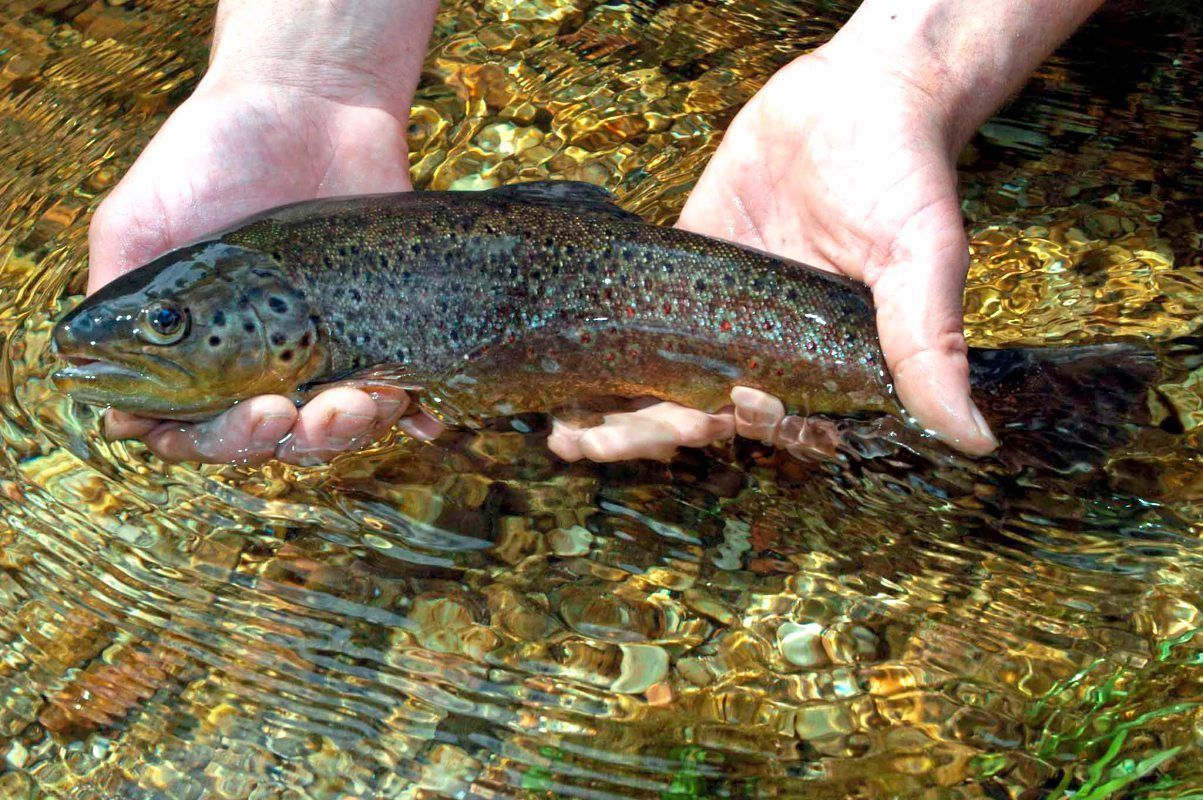 In einem Bächlein helle ... schwimmt der Fisch des Jahres - Natur ...