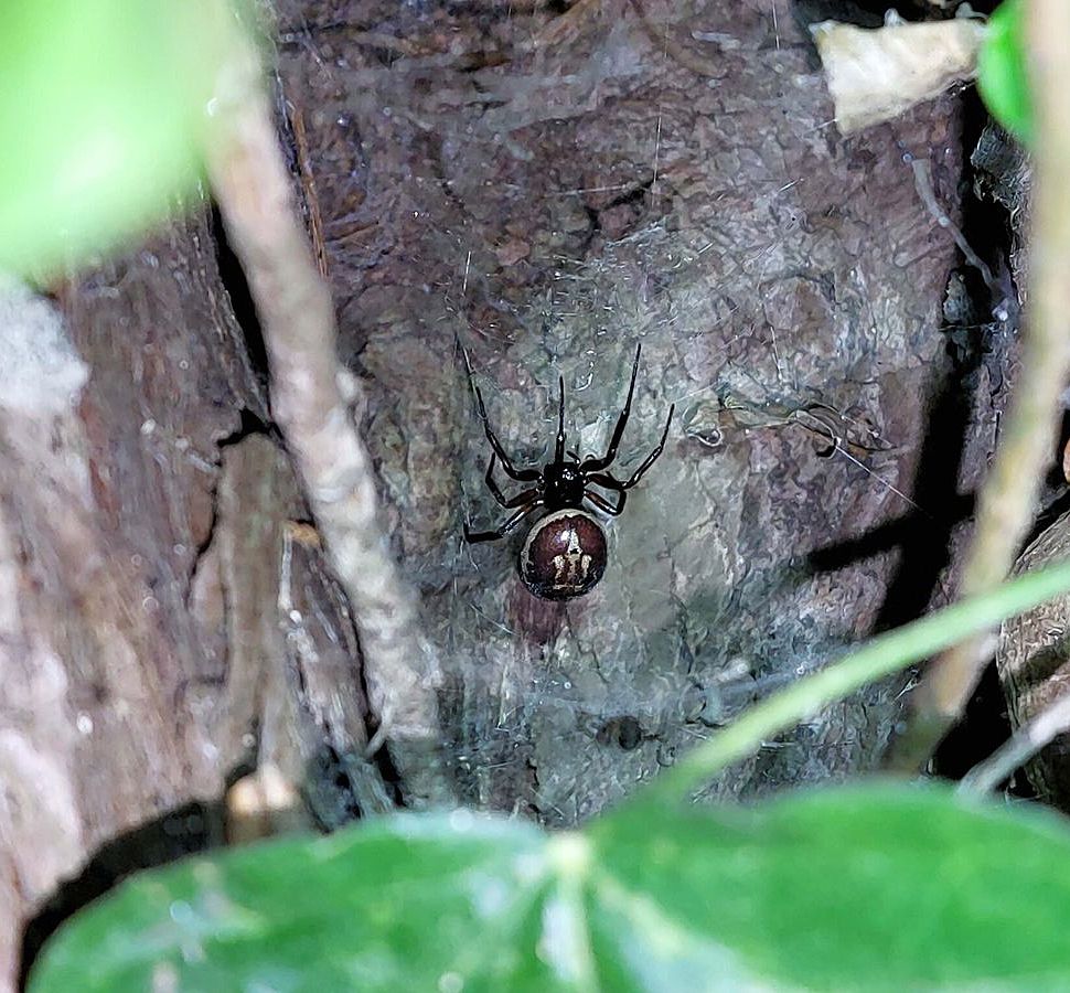 Invasive Spinnen erbeuten auch Spitzmäuse - Natur - derStandard.de ...