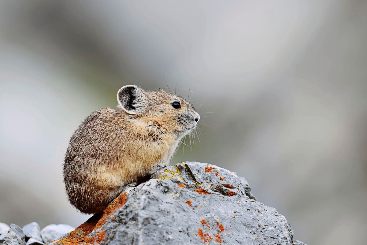 Für Kinder erklärt: Die tierischen Vorbilder von Spongebob und Pikachu ...