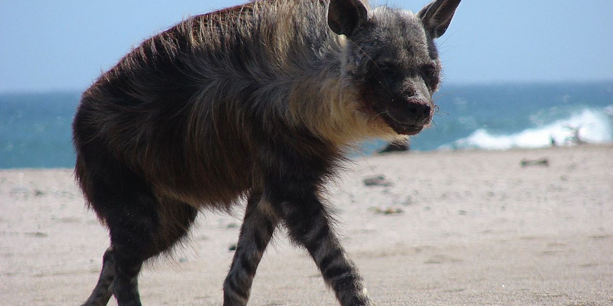 Die "andere" Hyäne gedeiht trotz Rückgangs erstaunlich gut - Natur ...