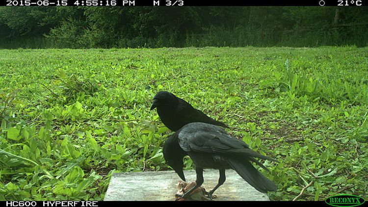 Lautstark, aber wichtig: Krähen haben hohen Nutzen - Natur ...