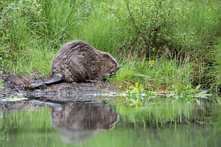 Salzburg schießt auf Wildschweine, Oberösterreich auf Biber - Panorama ...
