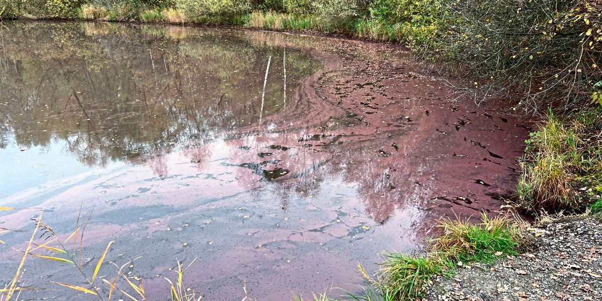 Giftige Blaualge sorgt in Vorarlberger See für rötliches Wasser - Natur ...