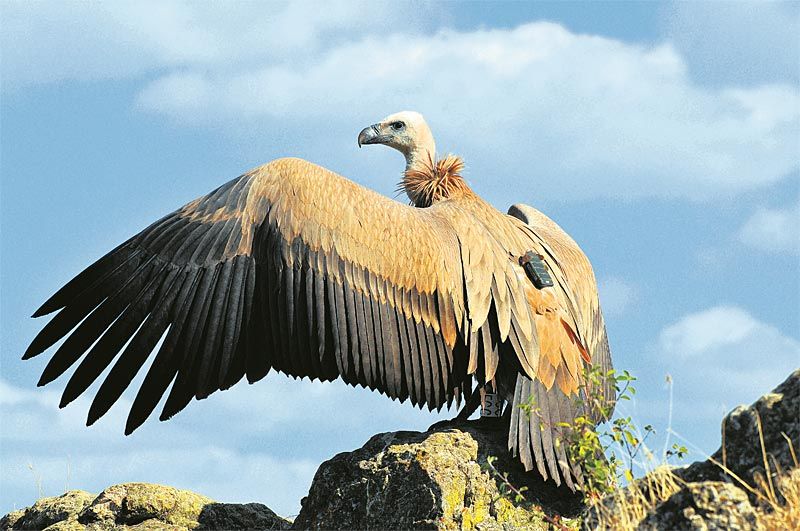 Rückkehr der gefiederten Giganten - Forschung Spezial - derStandard.at ...