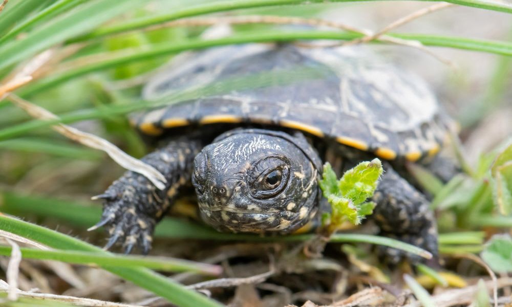 Endangered pond turtles hatched in the Donau-Auen National Park ...