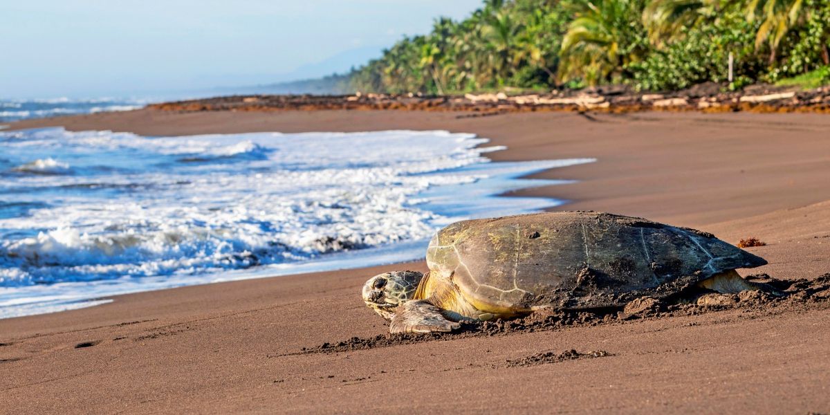 Darkstar mia leak from the photos, I noticed she was