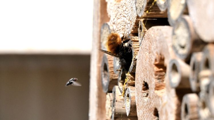 Die Mauerbienen checken ein - Fotoblog: Tierisches - derStandard.at ...