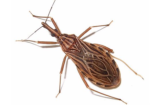 Der gezielte Kuss der Raubwanzen - Natur - derStandard.at › Wissenschaft