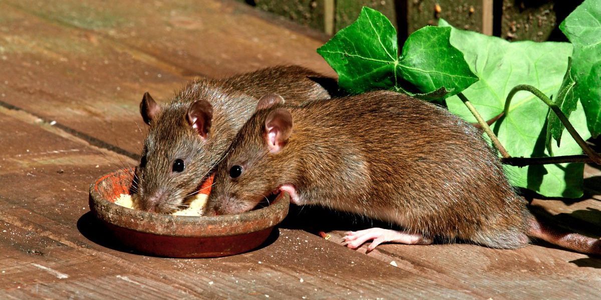 Hungrige Ratten schreien mit Ultraschall nach Futter - Natur ...