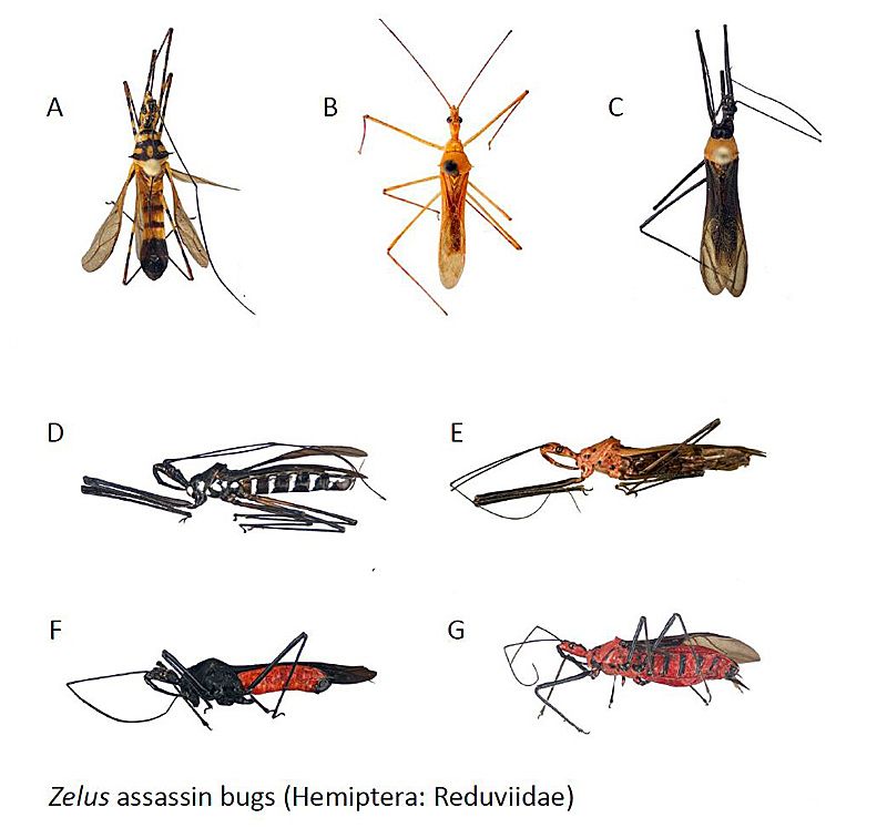 Bissige kleine Jäger: 24 neue Arten von Raubwanzen entdeckt - Natur ...