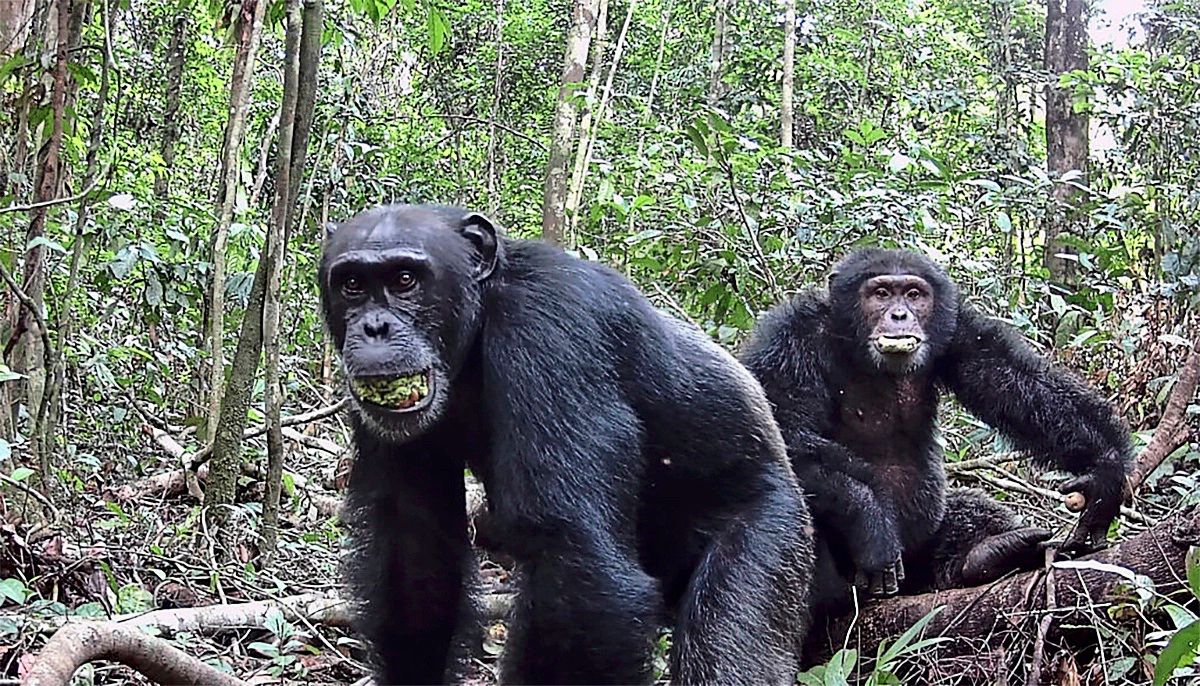 Anziehungskraft des Alkohols ist tief in der menschlichen Evolution ...