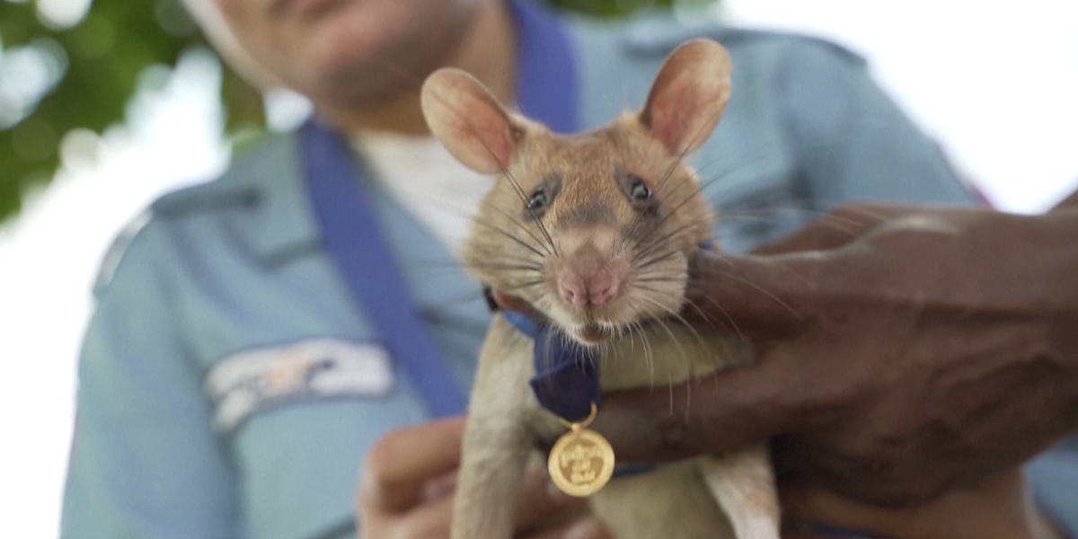 Heldenhafte Minensuchratte Magawa gestorben - Video - derStandard.at ...