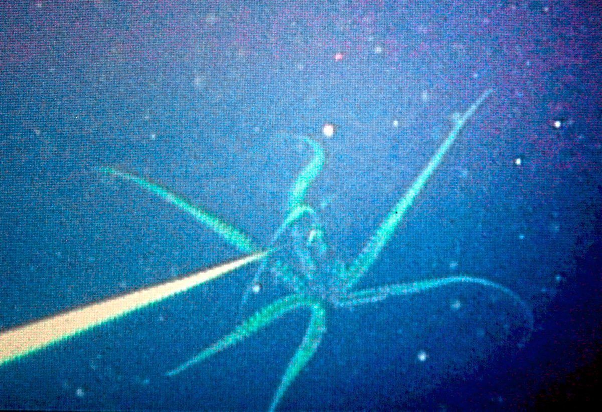 Die Größe des Riesenkalmars bleibt ein Rätsel - Natur - derStandard.at ...