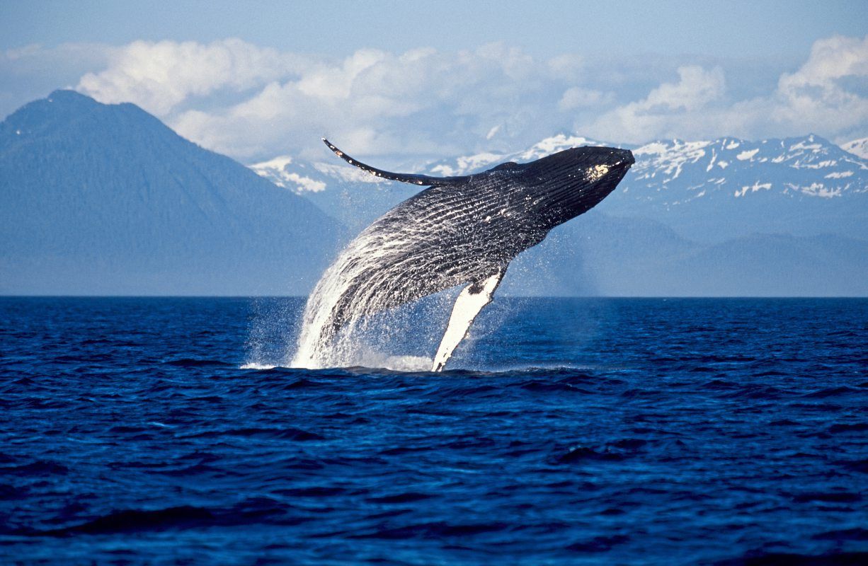Massentourismus und Klimawandel bringen Wale in Bedrängnis - Forschung ...