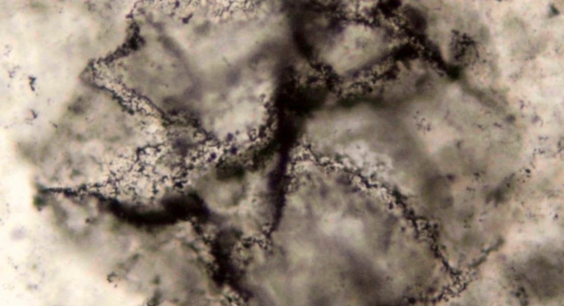 2,5 Milliarden Jahre alte chemische Spuren von pflanzlichem Leben entdeckt - Natur - derStandard ...