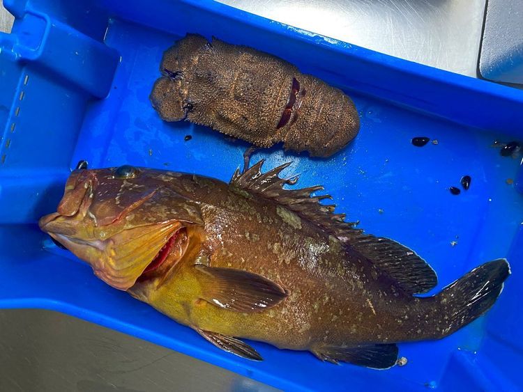 Ein kleiner Guide zur Zubereitung von Meeresfisch - Essen & Trinken ...