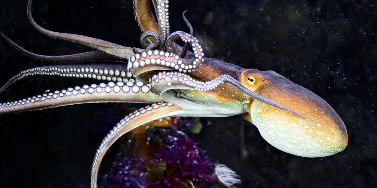 Wie mir die Illusion vom Wunder Oktopus genommen wurde - Natur ...