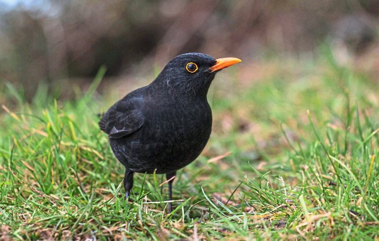 Wintervögel halten sich vermehrt von Menschen fern - Natur ...