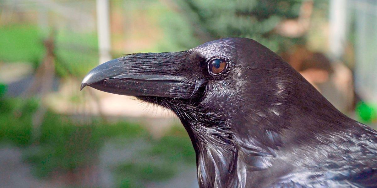 Raben lassen sich vom Frust ihrer Artgenossen anstecken - Natur ...