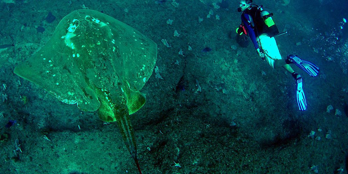 Forscher sammeln Touristenfotos von riesigem Stechrochen - Natur ...