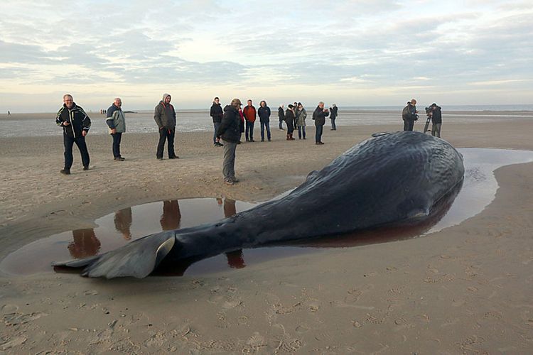 Weitere Pottwal-Strandungen an Inseln der Nordsee - Natur - derStandard ...