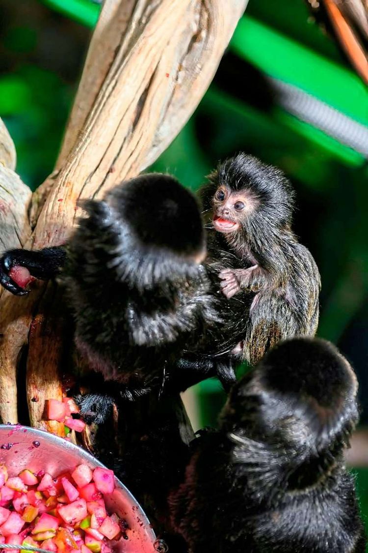 Seltener Springtamarin im Haus des Meeres zur Welt gekommen ...