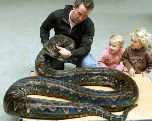 Boas und Pythons: Auf getrennten Wegen zu den gleichen Ergebnissen ...
