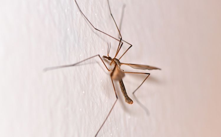 Die Schnake und der Weberknecht - Fotoblog: Tierisches - derStandard.at ...