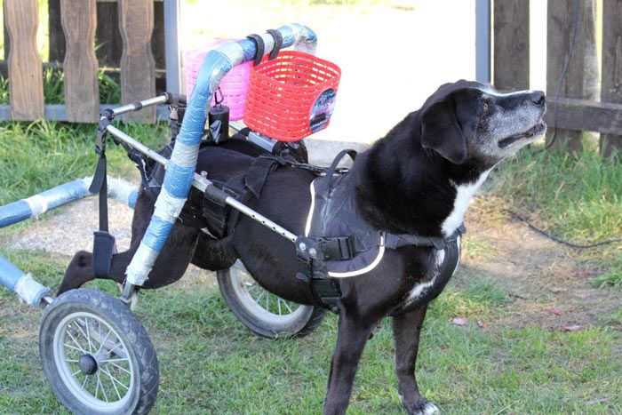 Paralympics der Hunde: Rollmops und Krummbein - Gesellschaft ...