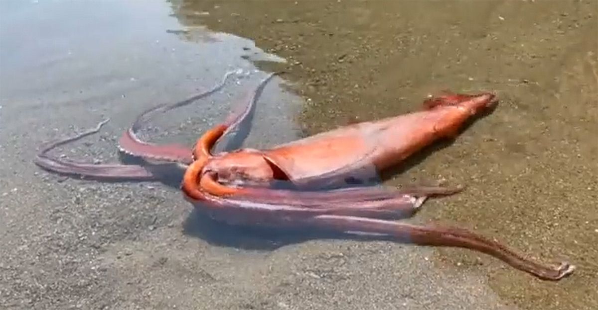 Spektakuläre Bilder: Riesenkalmar erstmals bei der Jagd gefilmt - Natur ...