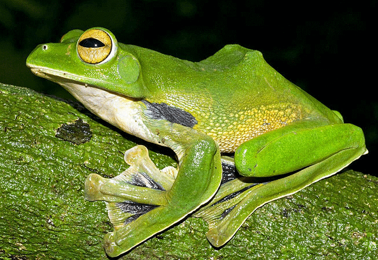 Binnen zwei Jahren: 360 neu beschriebene Spezies am Mekong - Natur ...