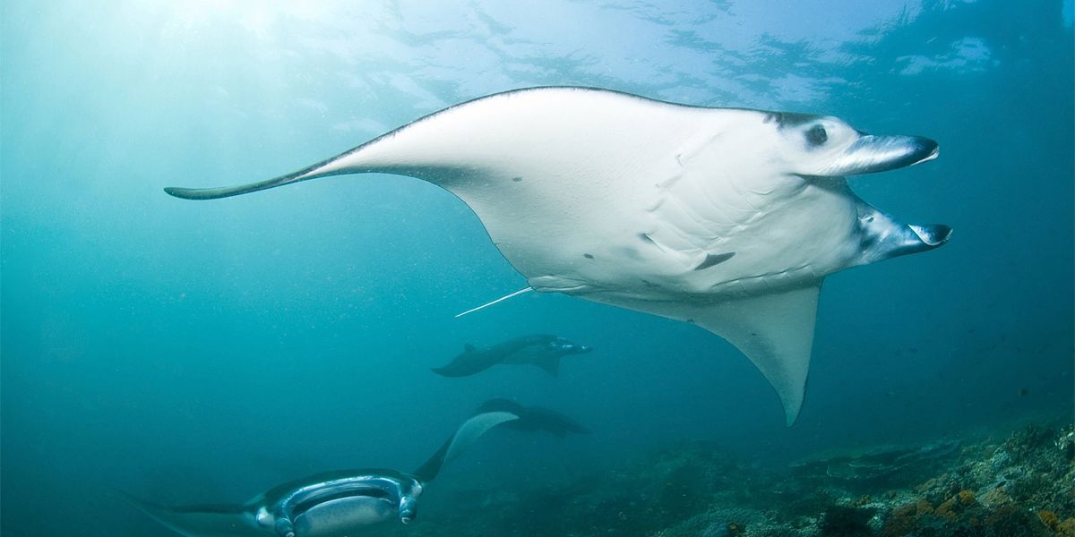 Weltgrößte Population von Riesenmantas vor Ecuador entdeckt - Natur ...