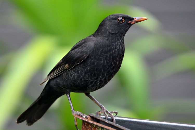 Die weiße Weihnachtsamsel - Fotoblog: Tierisches - derStandard.at ...