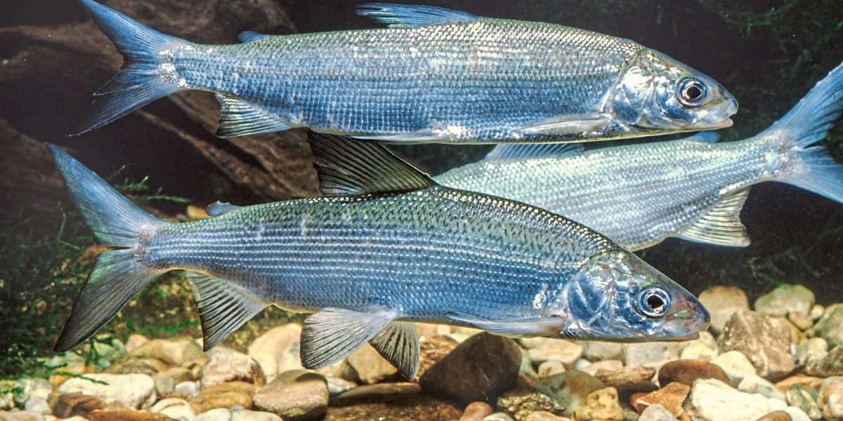 Reinanken, Felchen, Riedling: Der Fisch mit vielen Namen birgt noch ...