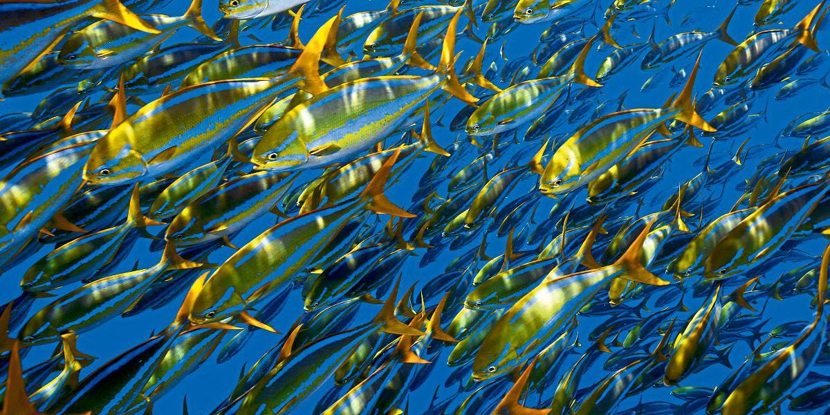 Leben im Schwarm: Übers Fressen und Gefressenwerden - Literatur ...