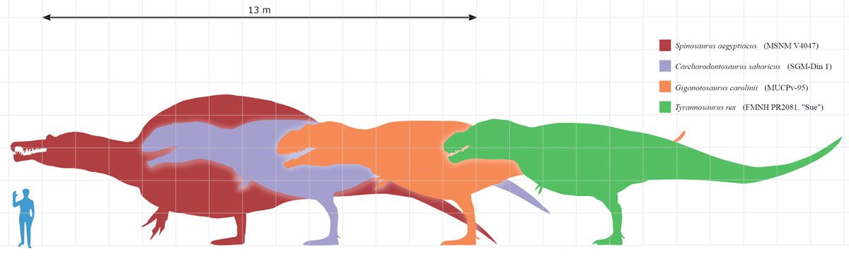 Bislang größter Tyrannosaurus rex entdeckt - Natur - derStandard.de ... Bislang größter Tyrannosaurus rex entdeckt - Natur - derStandard.de ...